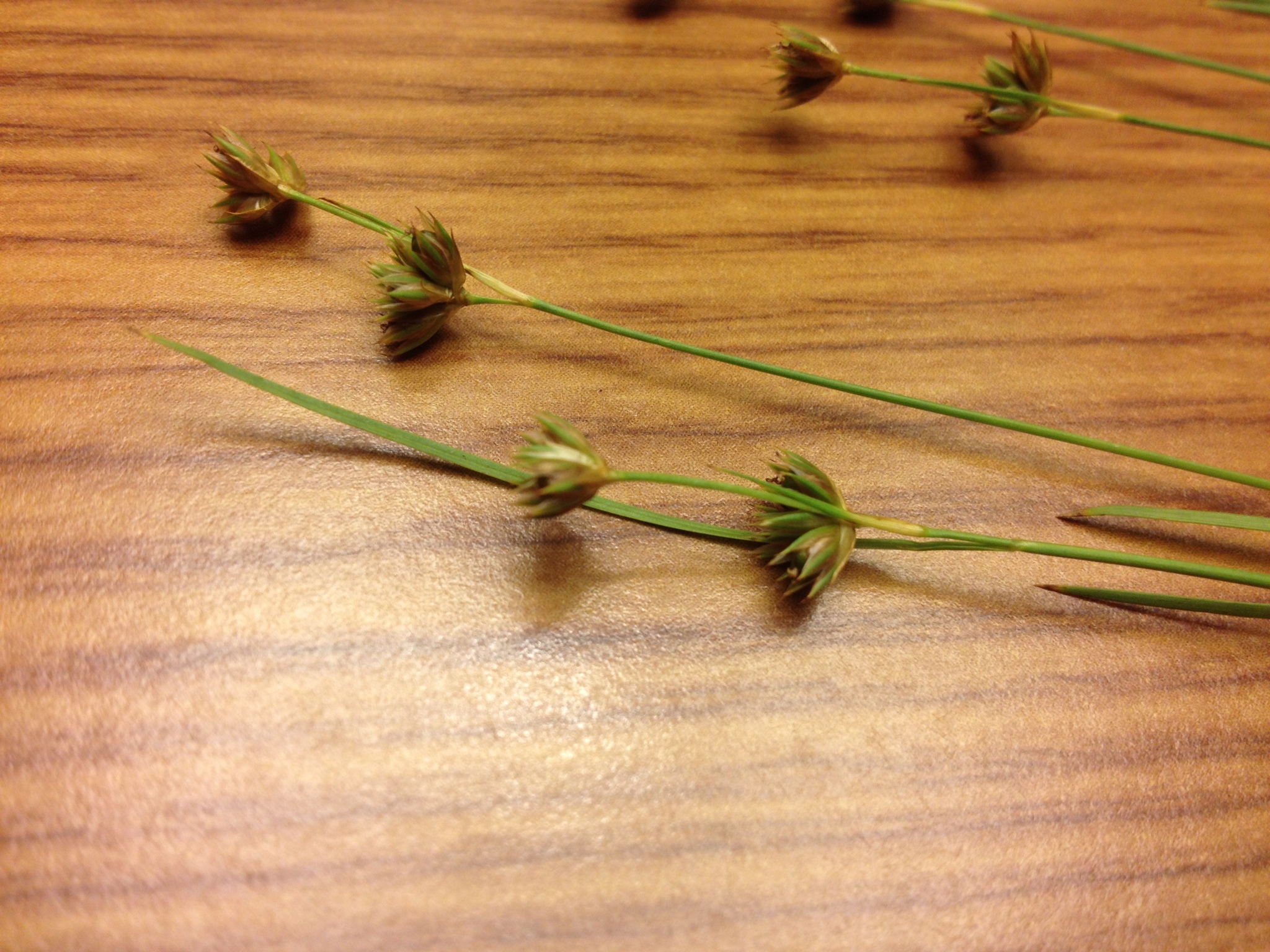 Juncus filipendulus Buckley