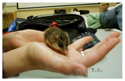 Monitos del Monte (Dromiciops) - Know Your Mammals