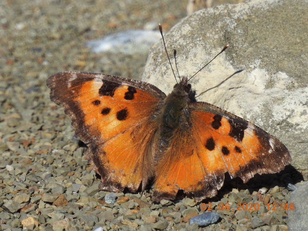 California Tortoiseshell from Glenn County, CA, USA on February 6, 2020 ...