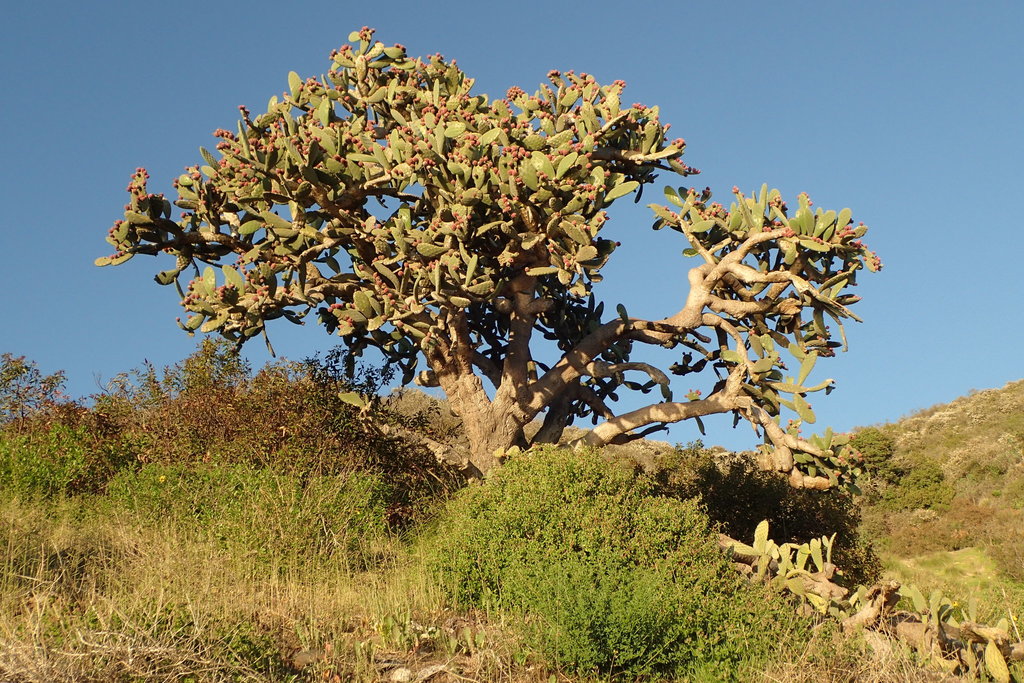 Woollyjoint Pricklypear from Orange, California, United States on ...