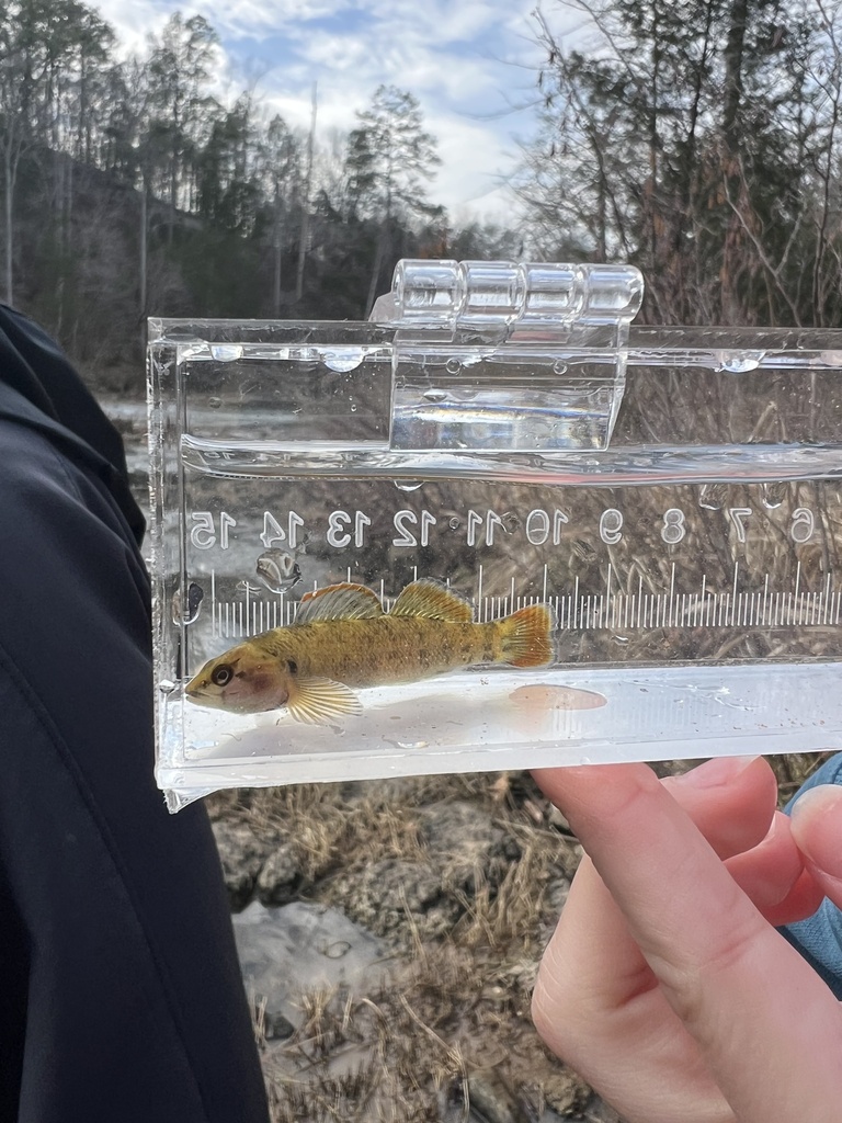 Greenbreast Darter from Montevallo, AL, US on January 21, 2026 at 02:18 ...