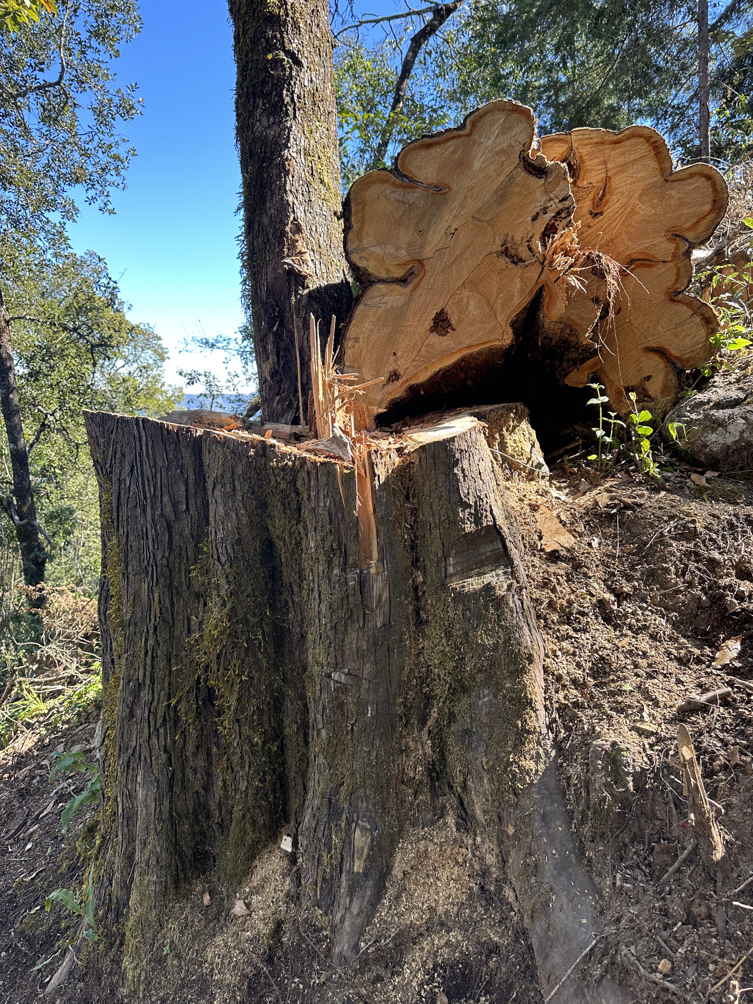 iNaturalisting in Mexico's Journal · iNaturalist