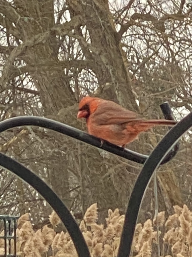 Northern Cardinal from Webster, NY, US on January 21, 2026 at 09:15 AM ...