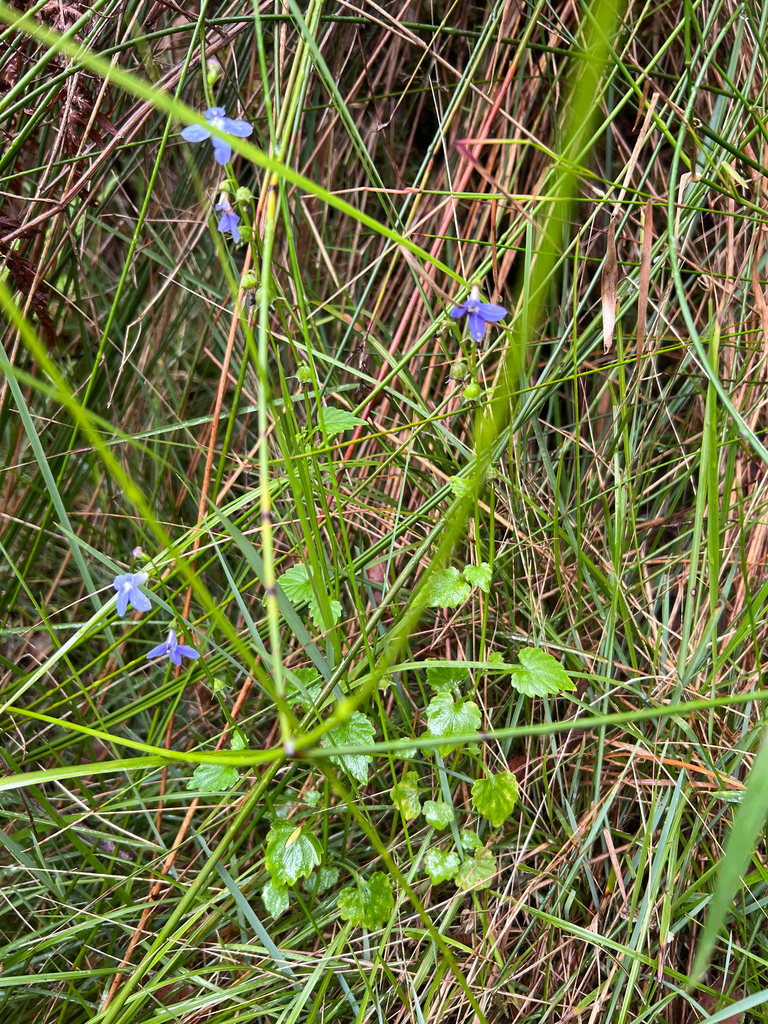forest lobelia from Boggy Creek Walk, Whian Whian, NSW, AU on January ...