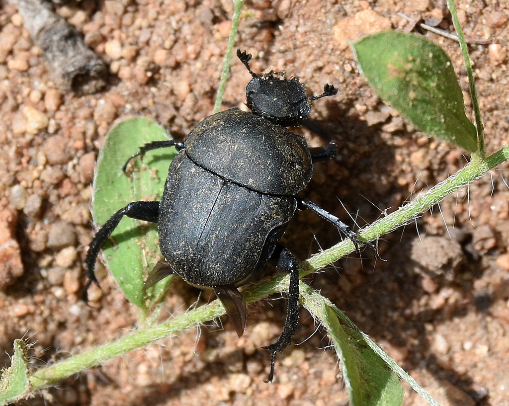 Gymnopleurus humeralis (Mbuluzi Beetles) · iNaturalist