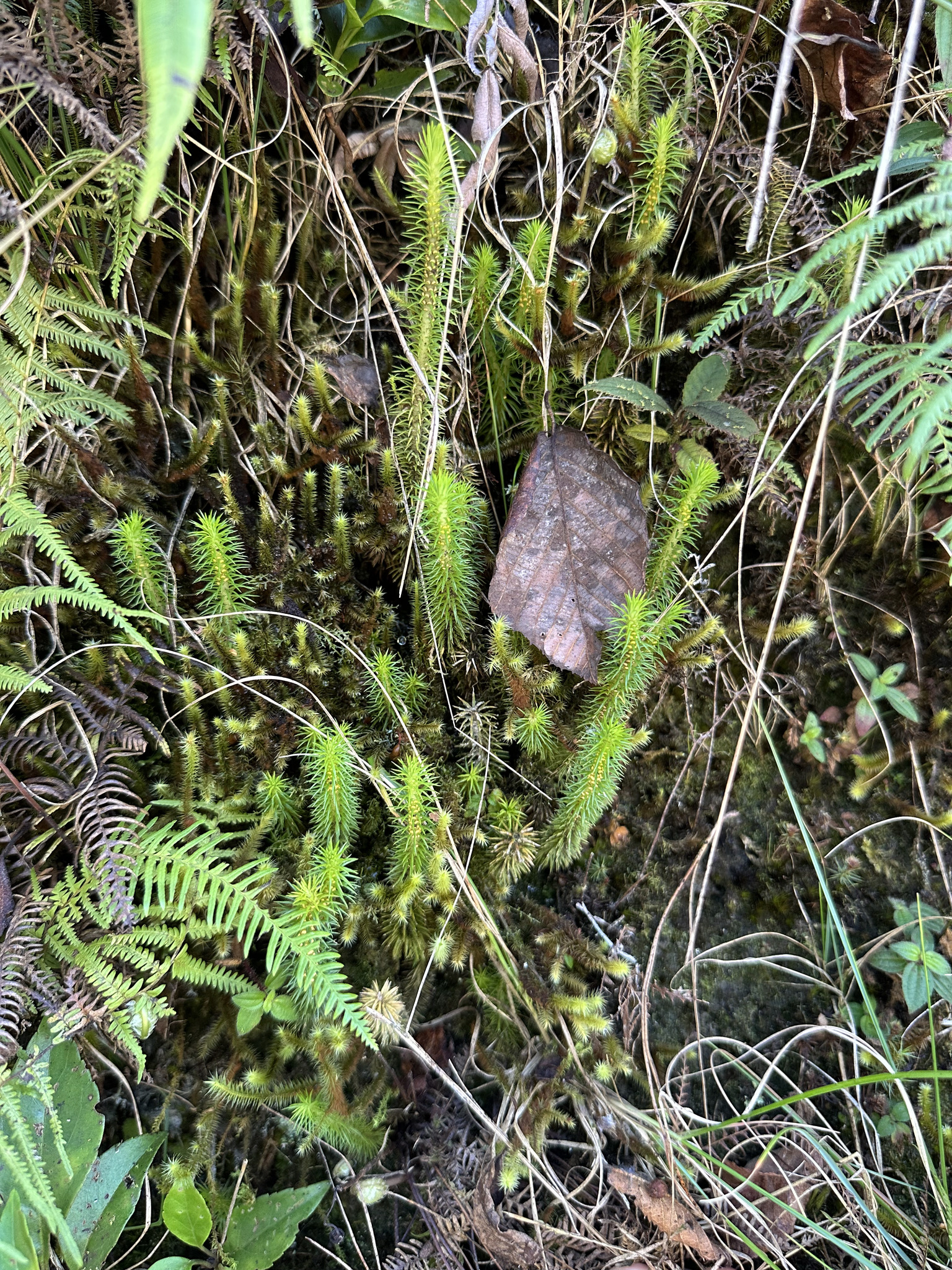 iNaturalisting in Mexico's Journal · iNaturalist