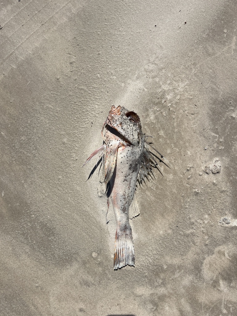 Common Gurnard Perch from Lower Esplanade, Aldinga Beach, SA, AU on ...