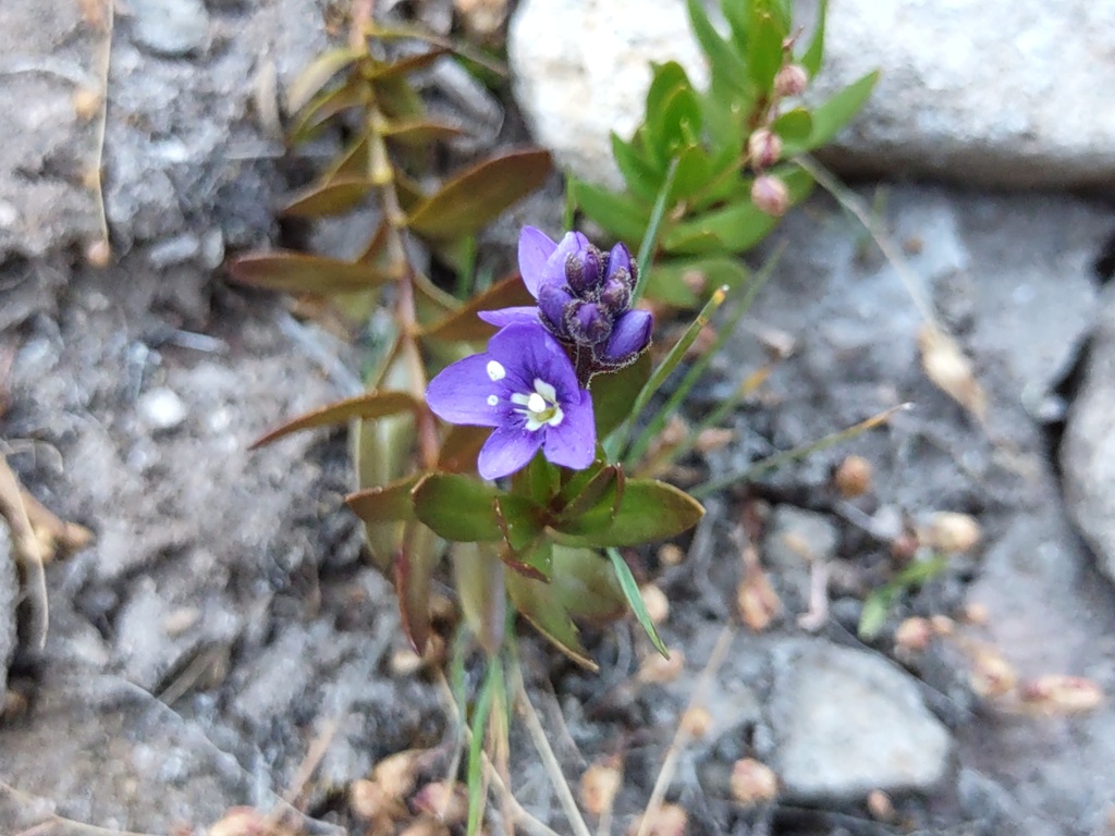 cusick's speedwell in August 2024 by Rachel Maria Condon. on western ...