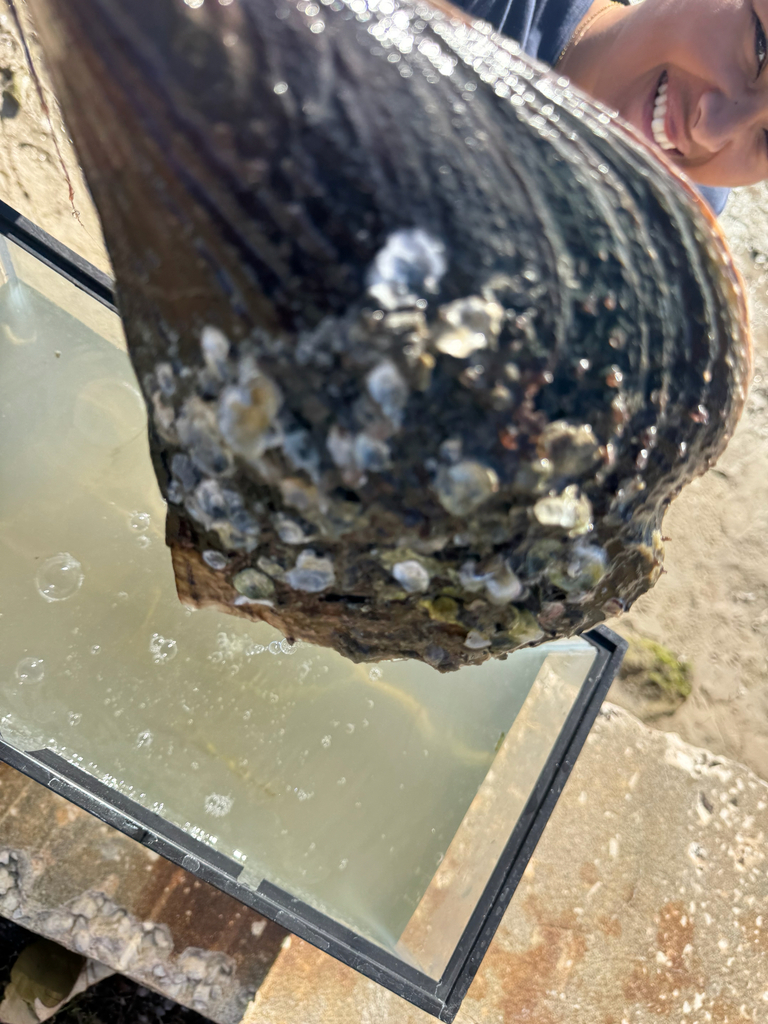 Oysters and Allies from Saint Petersburg, FL, US on January 20, 2026 at ...