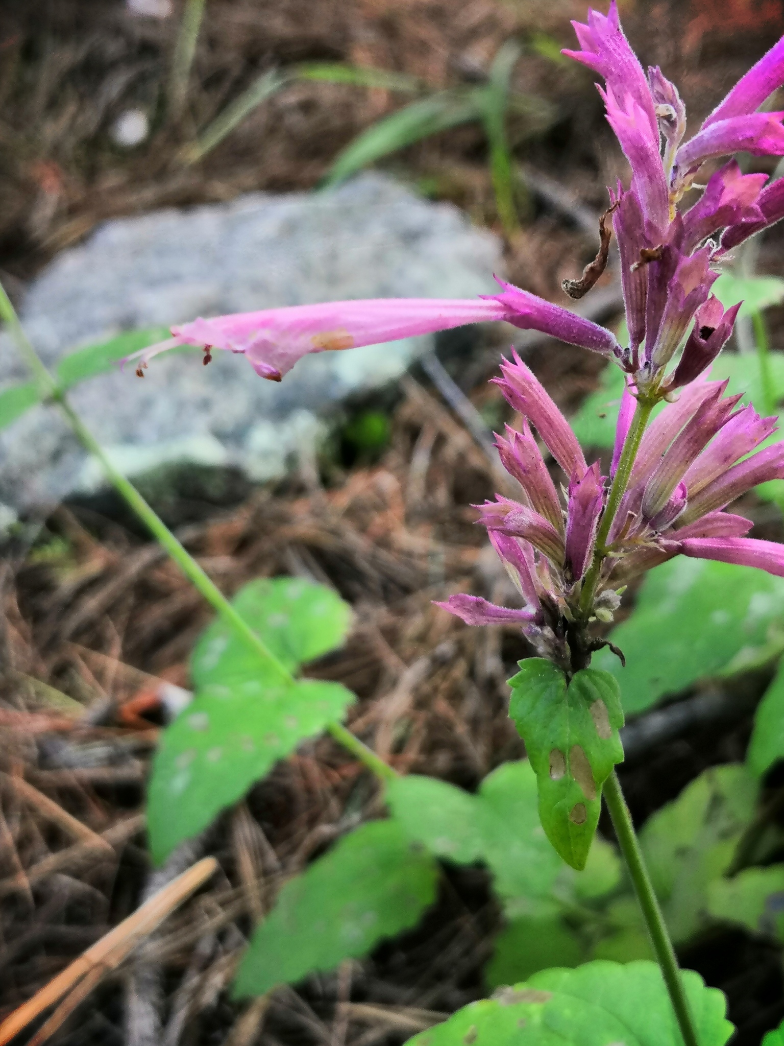 Agastache pallida (Lindl.) Cory