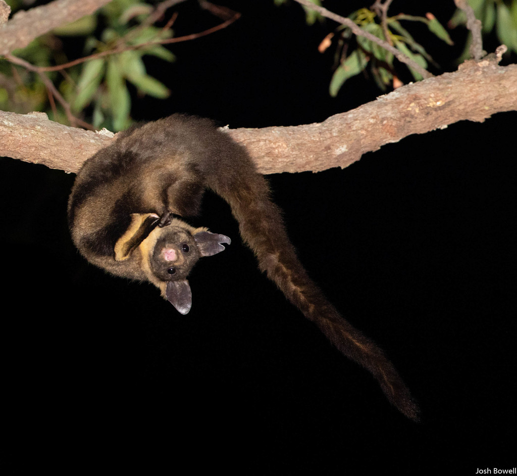 Southeastern Yellow-bellied Glider in January 2020 by Josh Bowell ...
