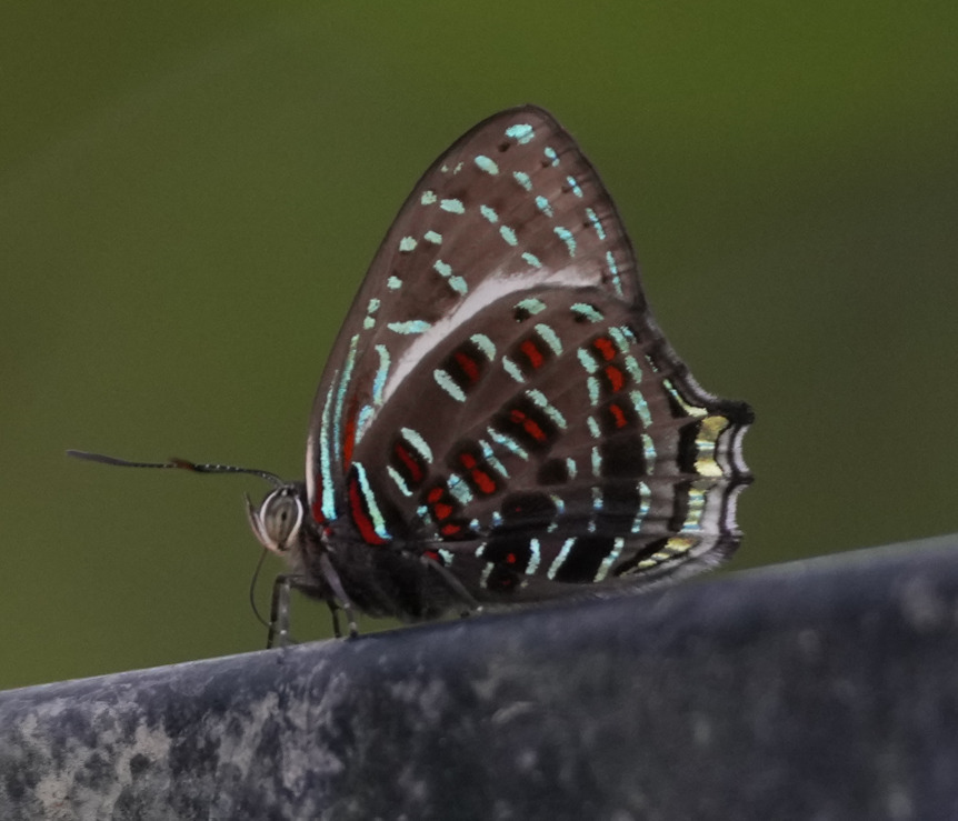 Hypochrysops hypocletus from 3GWX+PP, Kuadas, Makbon, Sorong Regency ...