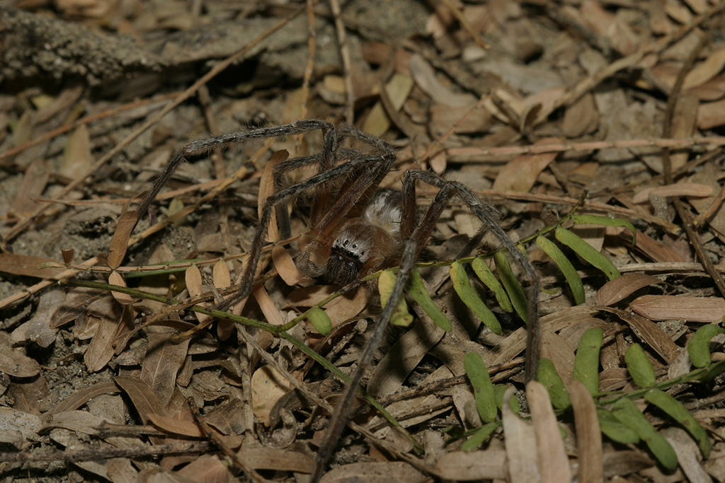 Golden Huntsman Spiders from Canoa (D. M.)., La Canoa 81000, Dominican ...