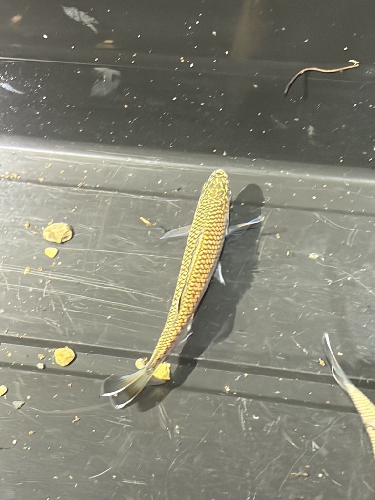 Spotted Flagtail in October 2025 by nongiftedman · iNaturalist