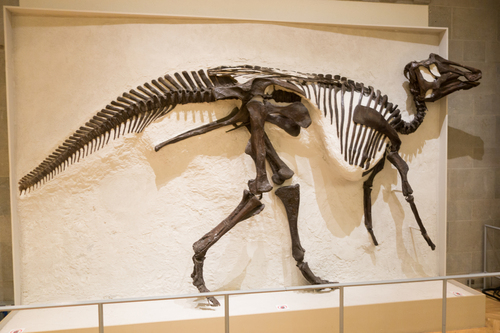 Hadrosaurids (Family Hadrosauridae) · iNaturalist