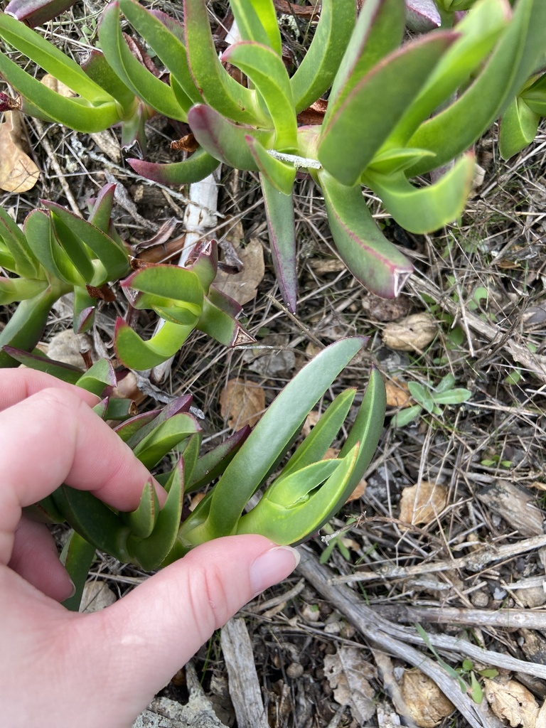 sea figs from Fort Ord National Monument, Salinas, CA, US on January 21 ...
