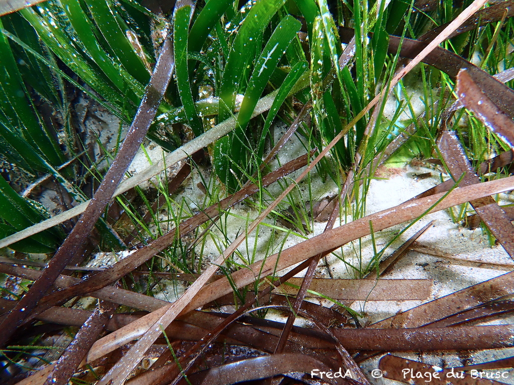 little Neptune grass (Cymodocea nodosa) - Botanical Realm