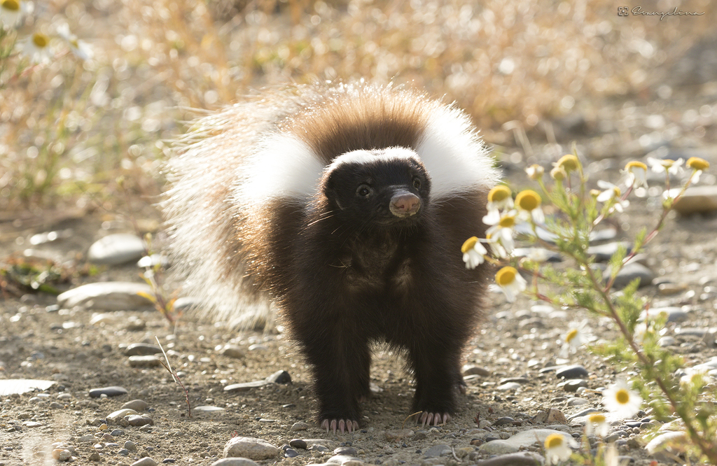 Skunks and Stink-badgers (Mephitidae) - Know Your Mammals