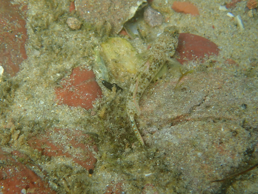 Favonigobius from Merimbula Lake, Merimbula, NSW, AU on January 22 ...