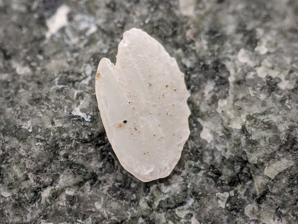 Patagonian Toothfish (Dissostichus eleginoides) - Marine Life ...