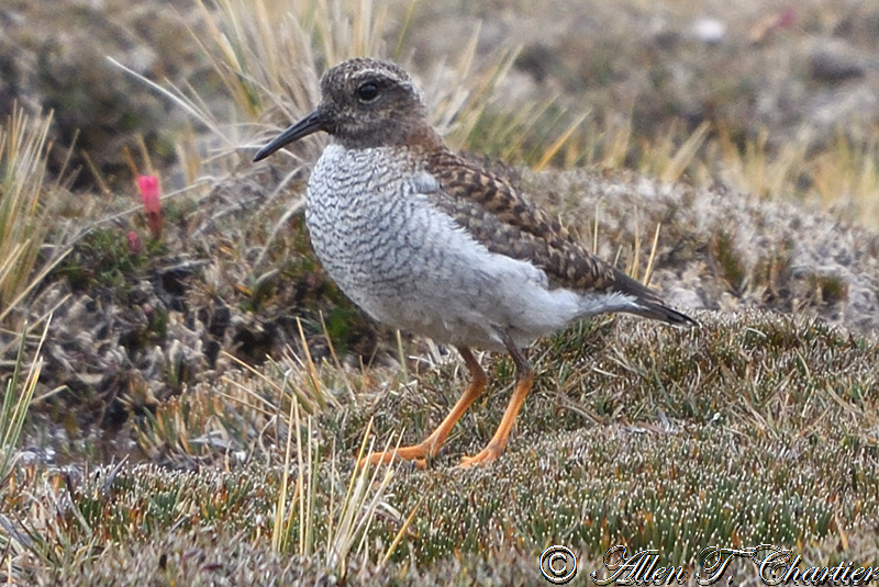 Diademed Sandpiper-Plover in July 2018 by Allen Chartier. Diademed ...