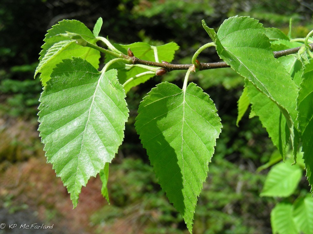 Heart-leaved birch (Betula cordifolia) (Trees and Shrubs of Butterworts ...