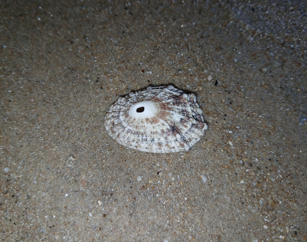 Diodora lincolnensis from Port Noarlunga South SA 5167, Australia on ...