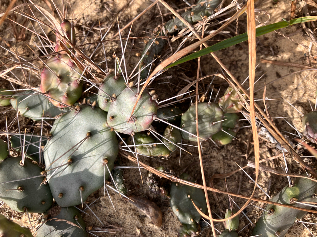 Creeping Cactus in January 2026 by Sterling Herron. Common in ...