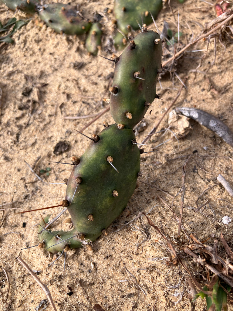 Creeping Cactus in January 2026 by Sterling Herron. At Friedlander ...