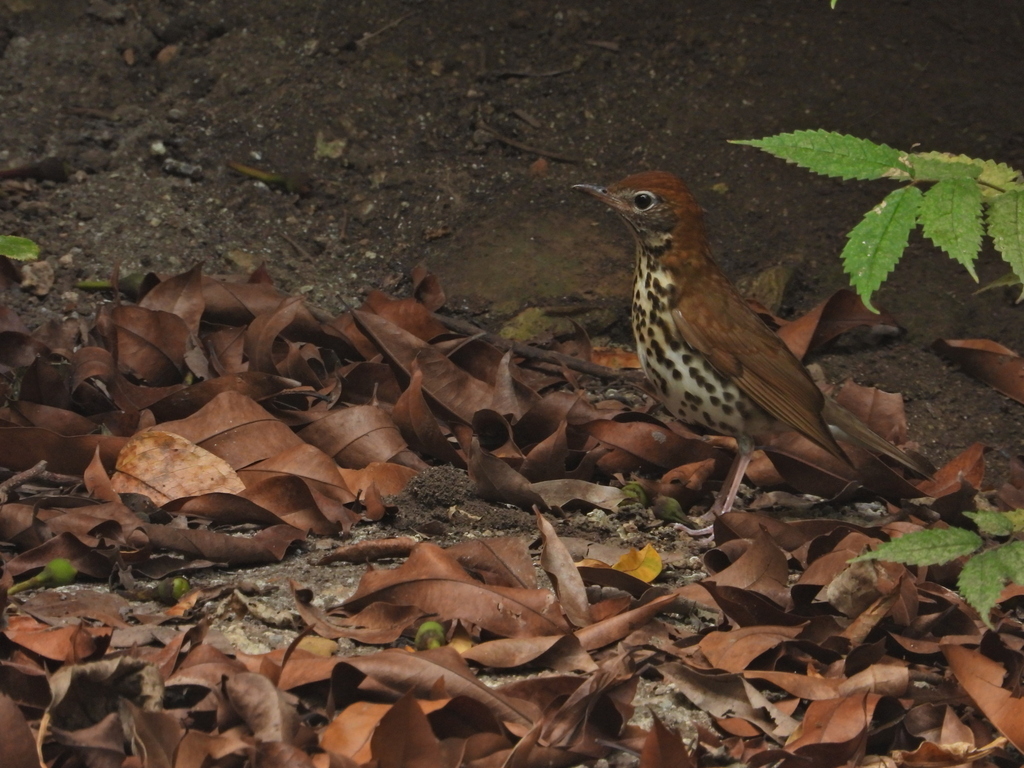 Wood Thrush from Chocholá Municipality, Yucatan, Mexico on January 22 ...
