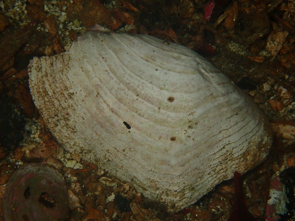 Northwest Ugly Clam from Sitka, AK, USA on January 17, 2026 at 01:54 PM ...