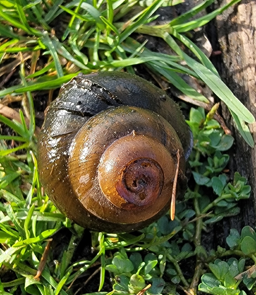 Asian Apple Snail from Woodinville, WA 98072, USA on January 22, 2026 ...