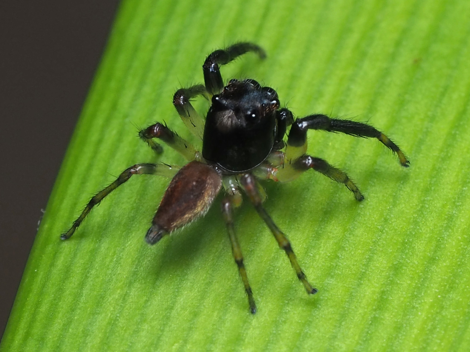 Amycus albipalpus Galvis, 2015