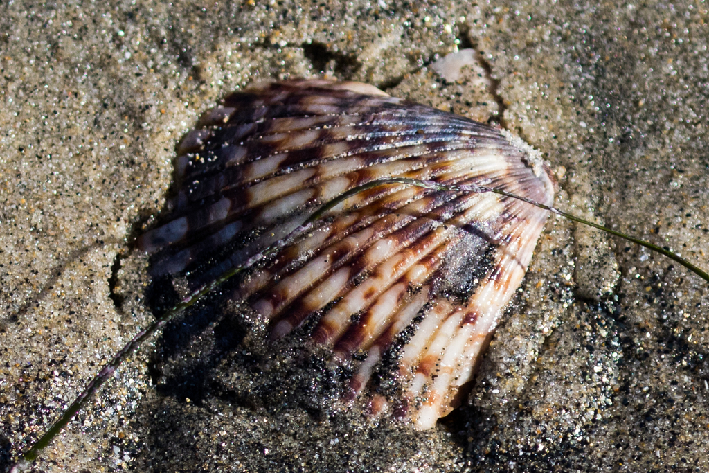 Pacific Calico Scallop (China Cove Organisms) · iNaturalist