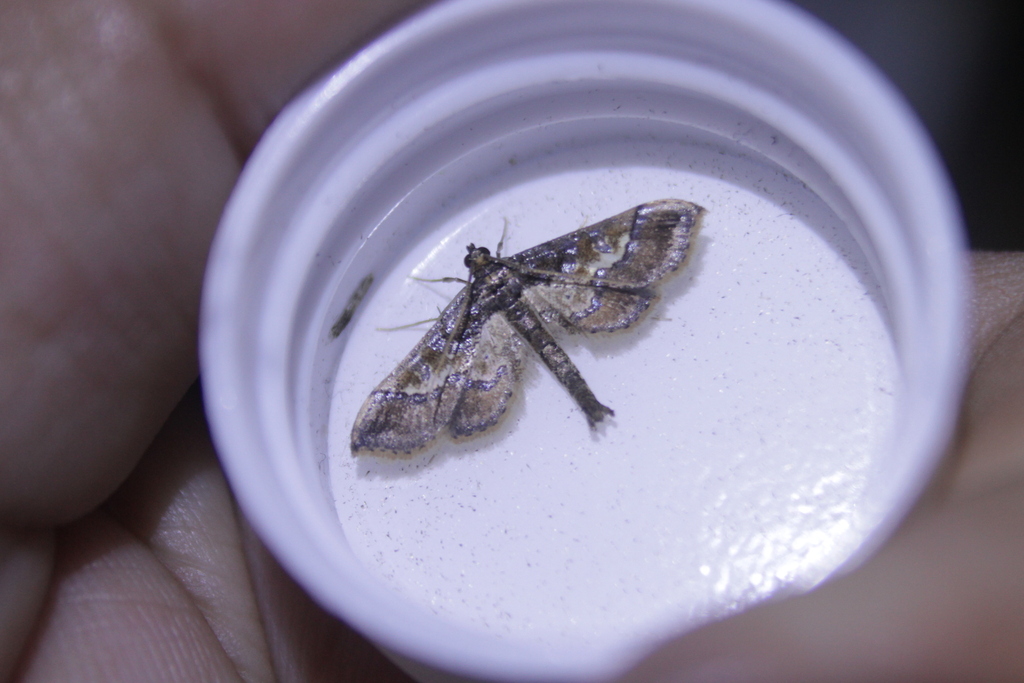 Ornate Hydriris Moth from Sarika, Mueang Nakhon Nayok District, Nakhon ...