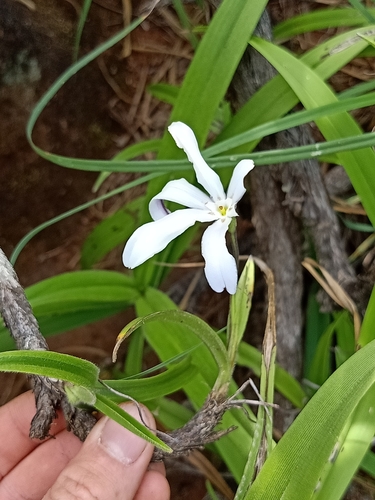 Xerophyta spekei · iNaturalist