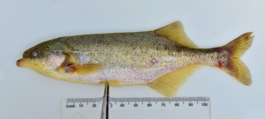 Marcusenius victoriae in July 2025 by Dale Kindler. Adults sampled in ...