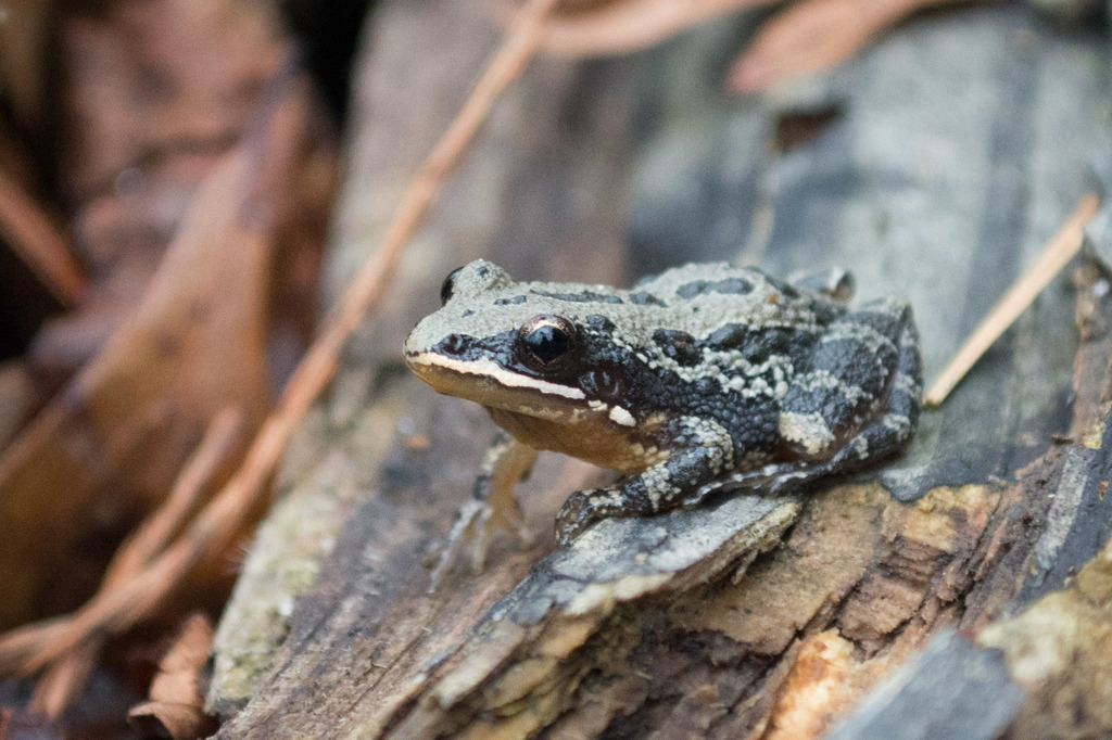 Southern Chorus Frog (Lee County SC Toads & Frogs) · iNaturalist