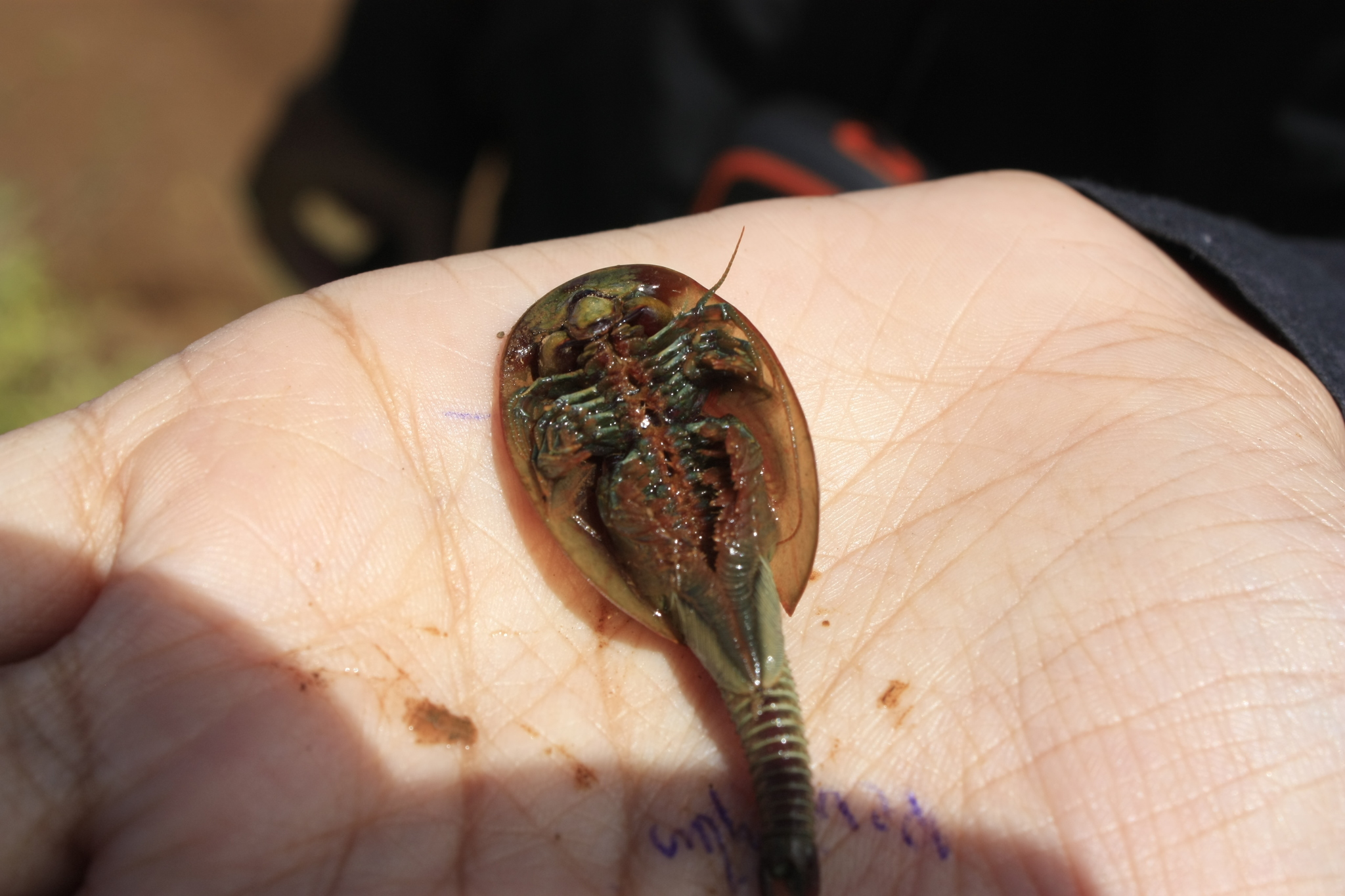 Triops granarius (Lucas, 1864)
