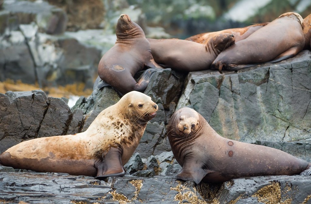 Steller Sea Lion (Alaska in Summer) · iNaturalist