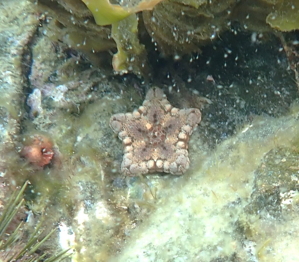 Common Biscuit Star from Ranelagh Bay Victoria on January 14, 2026 at ...