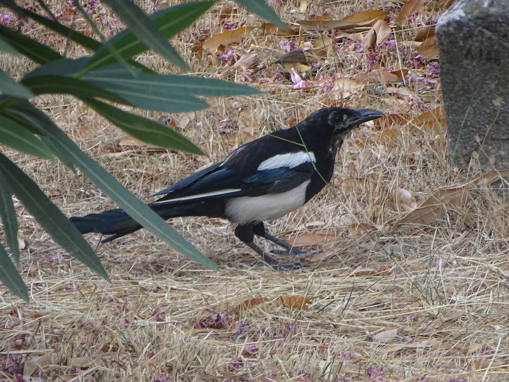 Eurasian Magpie from Atenas, Grecia on July 15, 2019 at 06:17 PM by ...