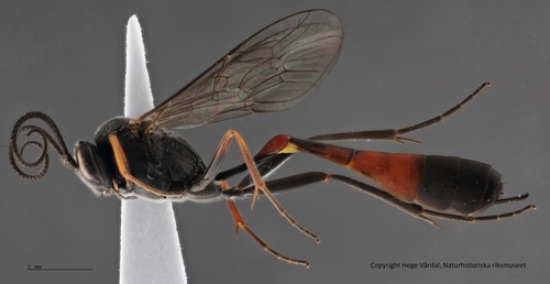 Charops cantator · iNaturalist