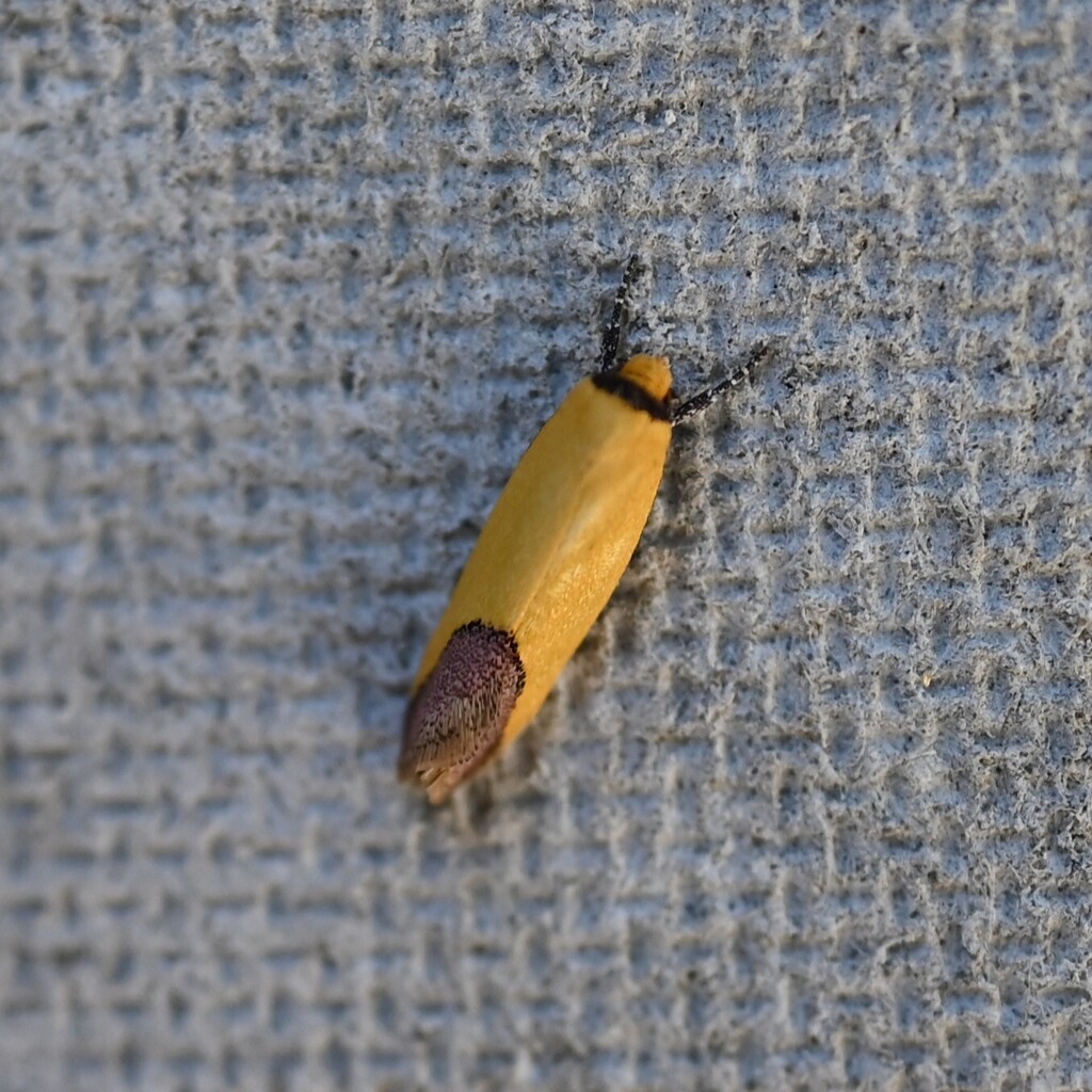 Concealer Moths from Perth WA, Australia on January 22, 2026 at 07:24 ...