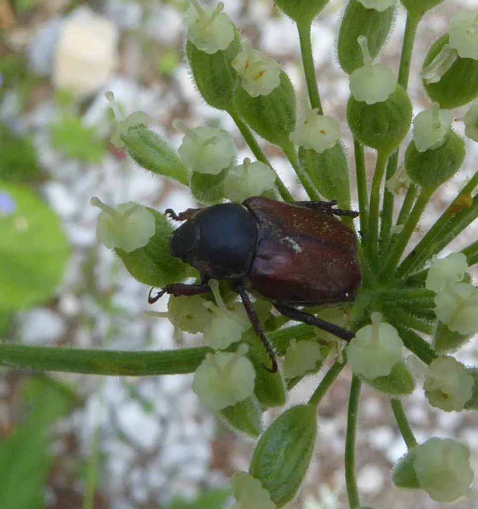 Welsh Chafer from Trentino, Italy on July 20, 2019 at 08:44 AM by ...
