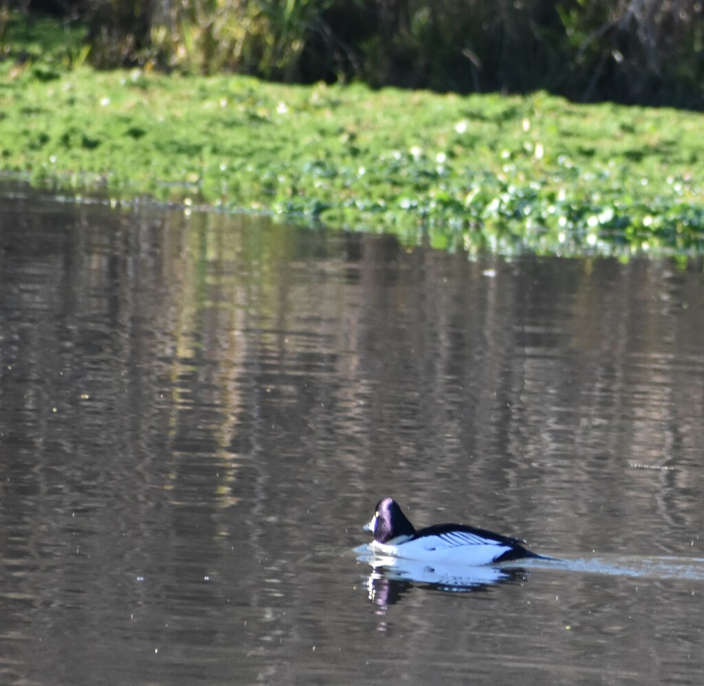 Common Goldeneye from X7H9+37P, Friant, CA 93626, USA on January 13 ...