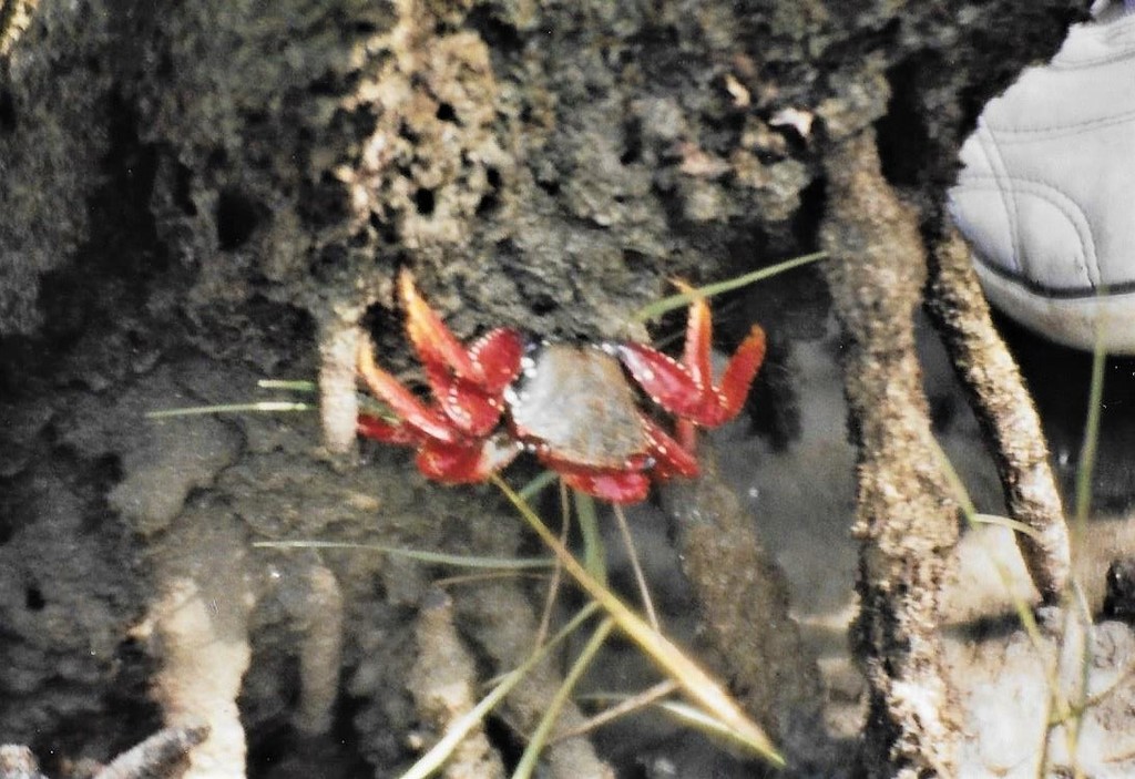 Mangrove Root Crab from Ubatuba, SP, Brasil on September 27, 2004 by ...