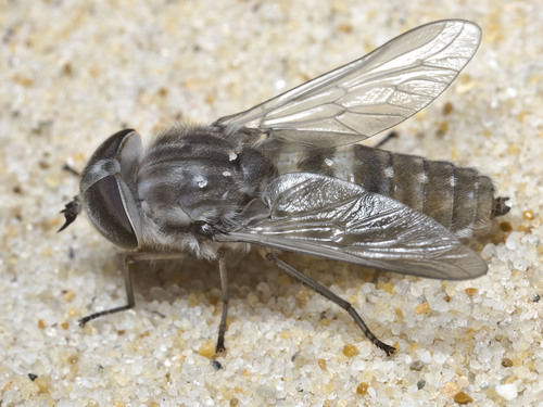 Dasybasis rieki · iNaturalist