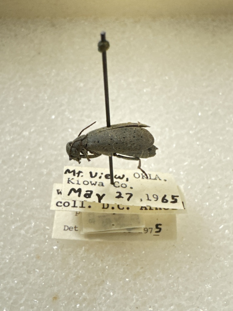 Epicauta punctipennis from Fourth St, Mountain View, OK, US on May 27 ...