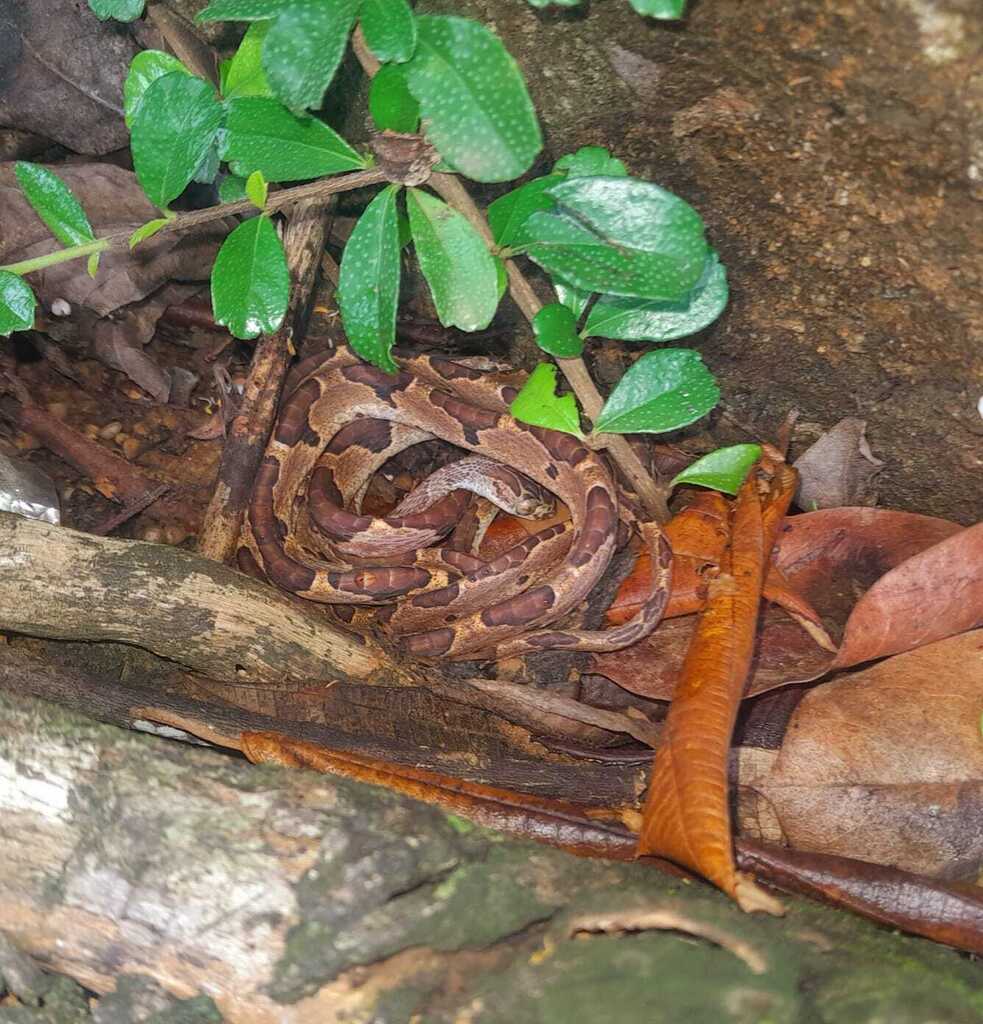 Common Blunt-headed Tree Snake from San Judas Tadeo, Colón, Provincia ...